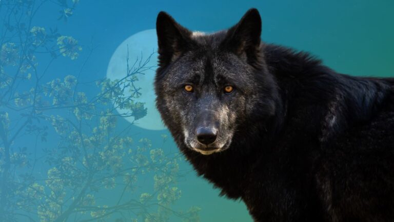 Spirit Animal Wolf: Leadership & Family | One Shamanism