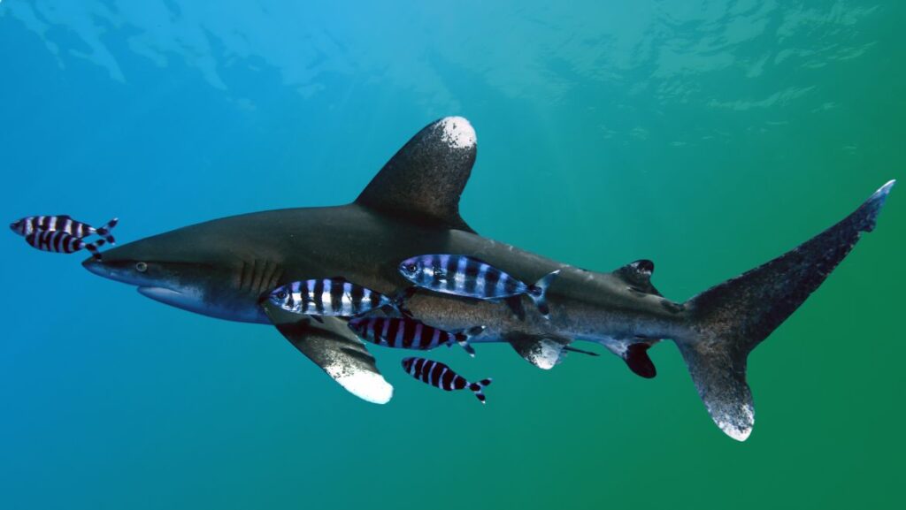 Spirit Animal Shark: Living fearlessly | One Shamanism