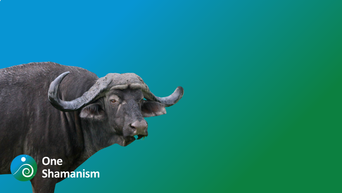 Spirit Animal Buffalo: Abundance & Grounding | One Shamanism