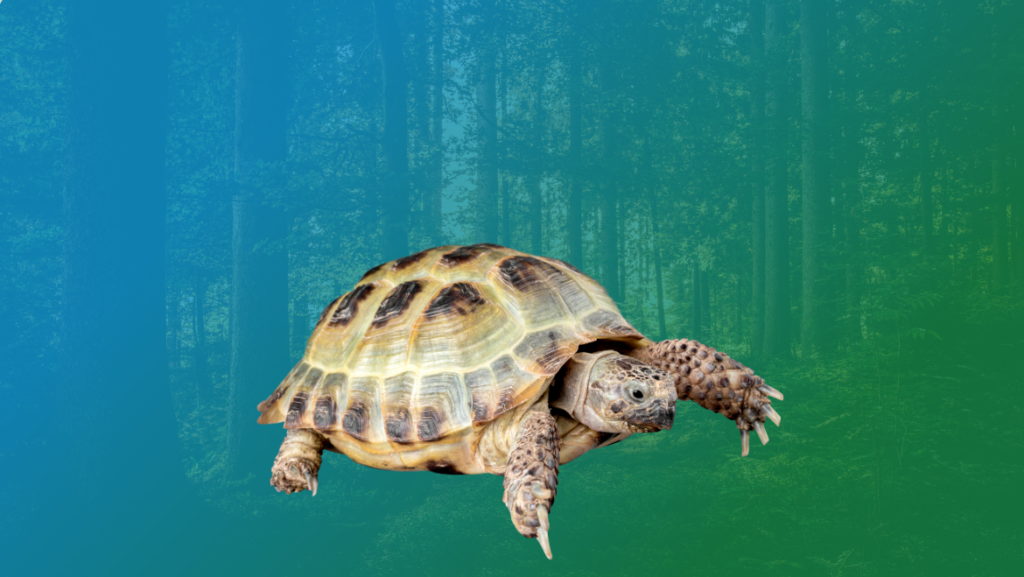 Spirit Animal Guide (A-Z): Discover Your Power Animal | One Shamanism